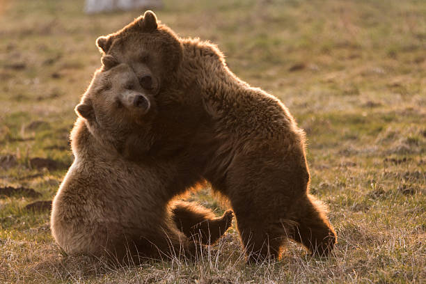 Abrazo de oso